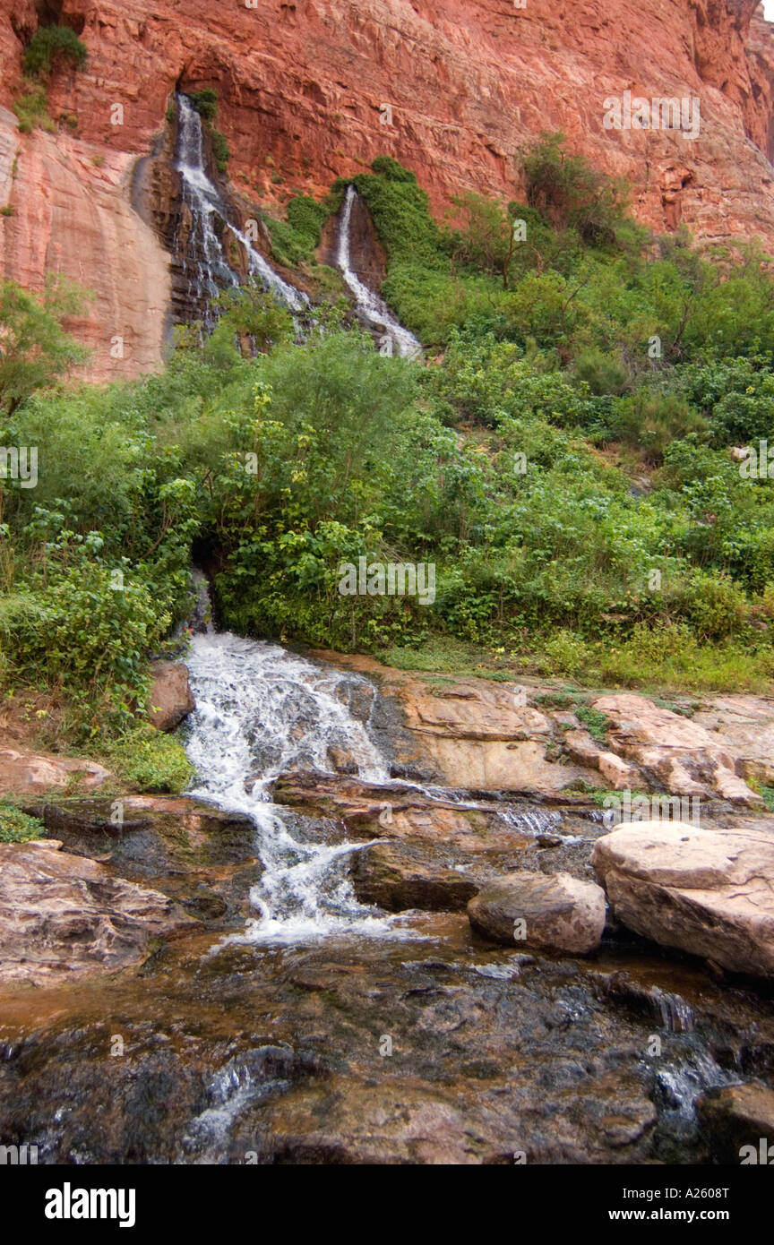 VASEYS PARADISE is a SPRING shooting out of a SUPAI SANDSTONE WALL at mile 32 Colorado River ...