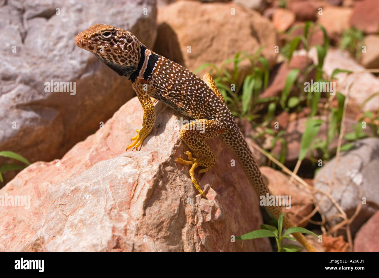 An EASTERN COLLARED LIZARD Croataphytus collaris in SADDLE CANYON in ...