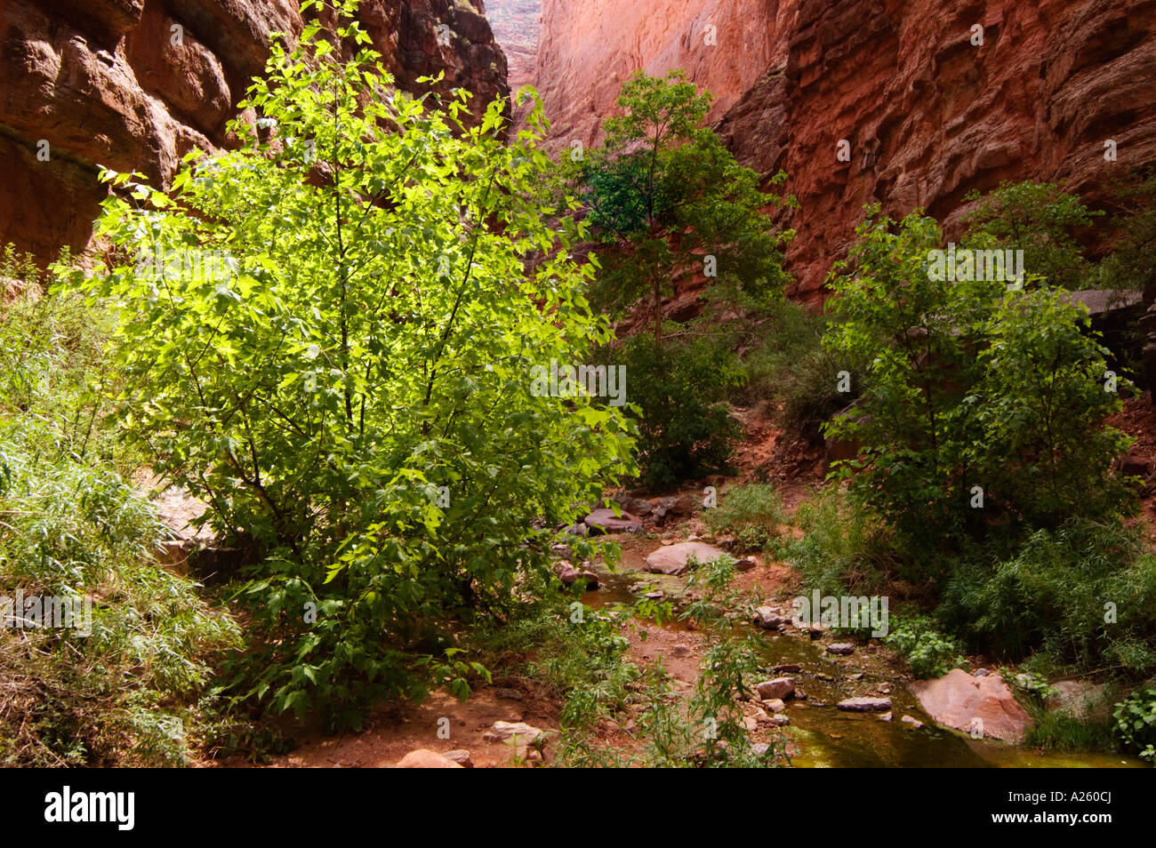 Trees grow in SADDLE CANYON a beautiful side hike at mile 47 along the ...