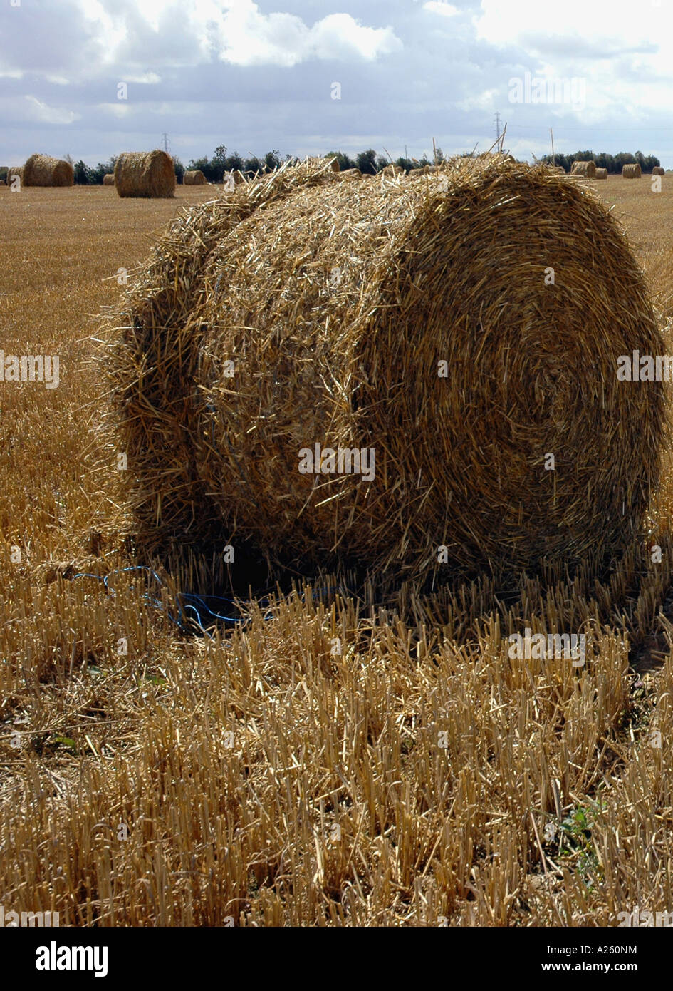 Characteristic Hay Field of Normandy Normandie North Western France ...