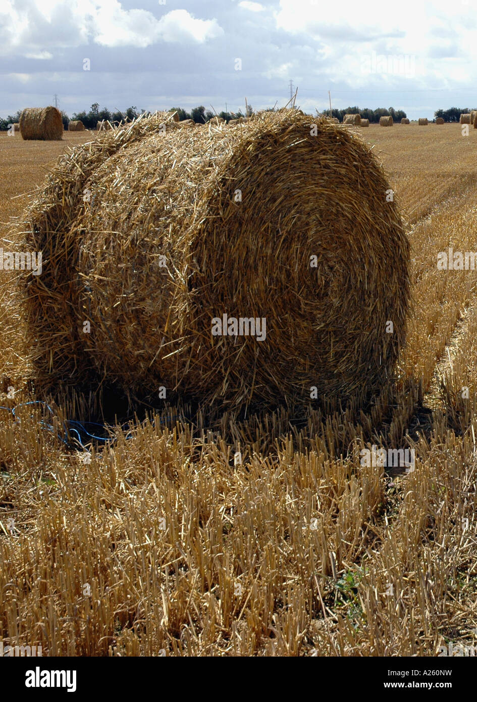 Characteristic Hay Field of Normandy Normandie North Western France ...