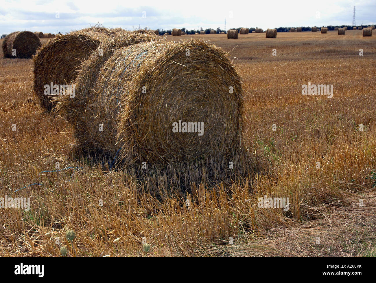 Straw cylinders hi-res stock photography and images - Alamy