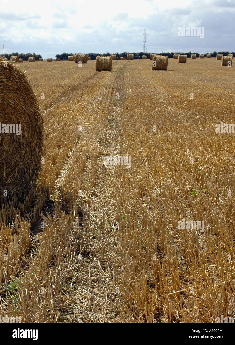 Characteristic Hay Field of Normandy Normandie North Western France ...