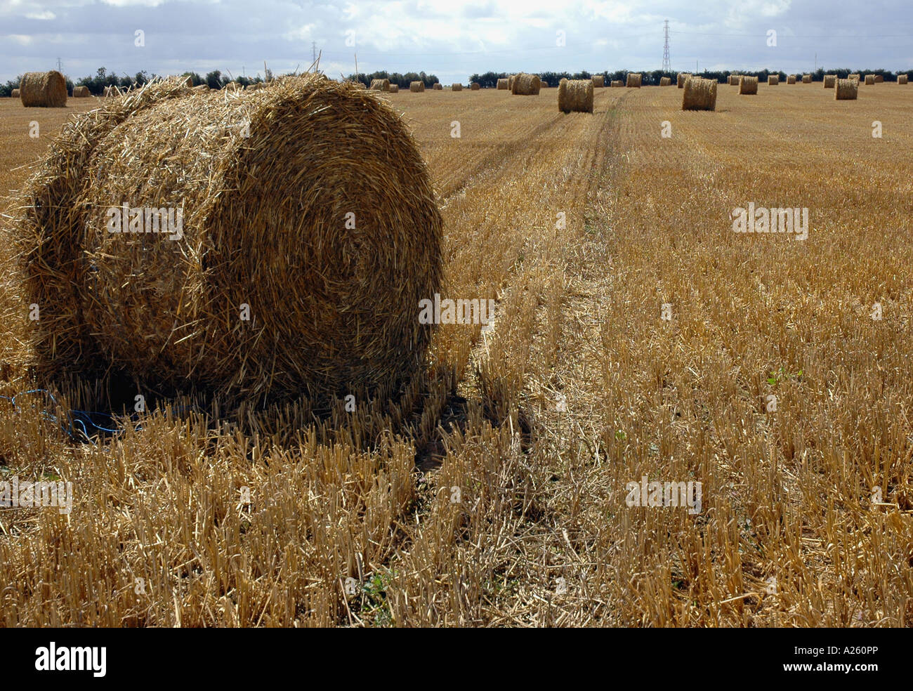 Characteristic Hay Field of Normandy Normandie North Western France ...