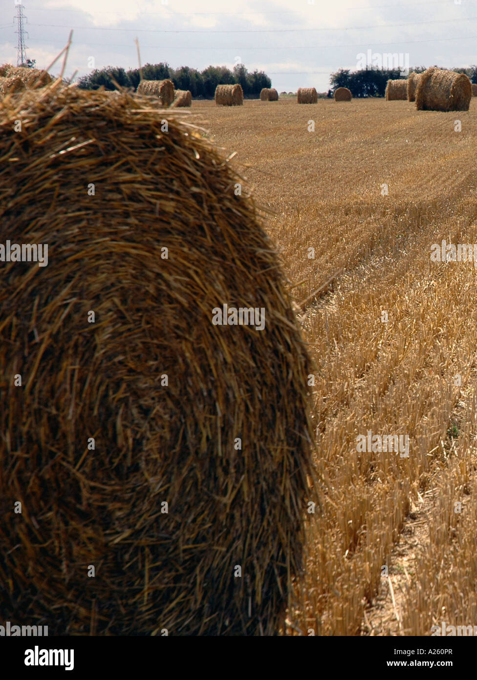 Characteristic Hay Field of Normandy Normandie North Western France ...
