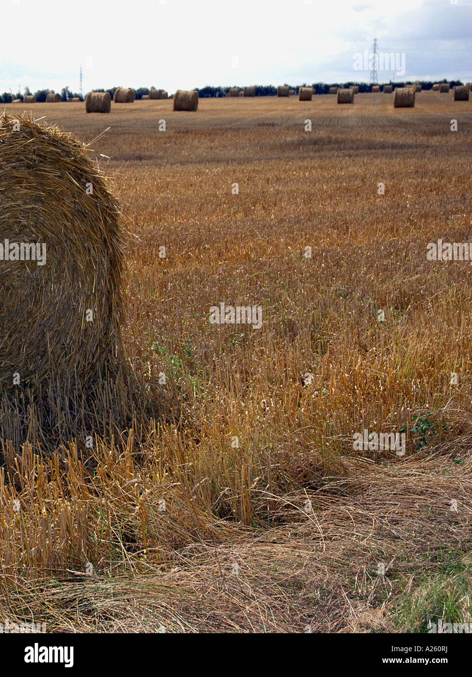 Characteristic Hay Field of Normandy Normandie North Western France ...