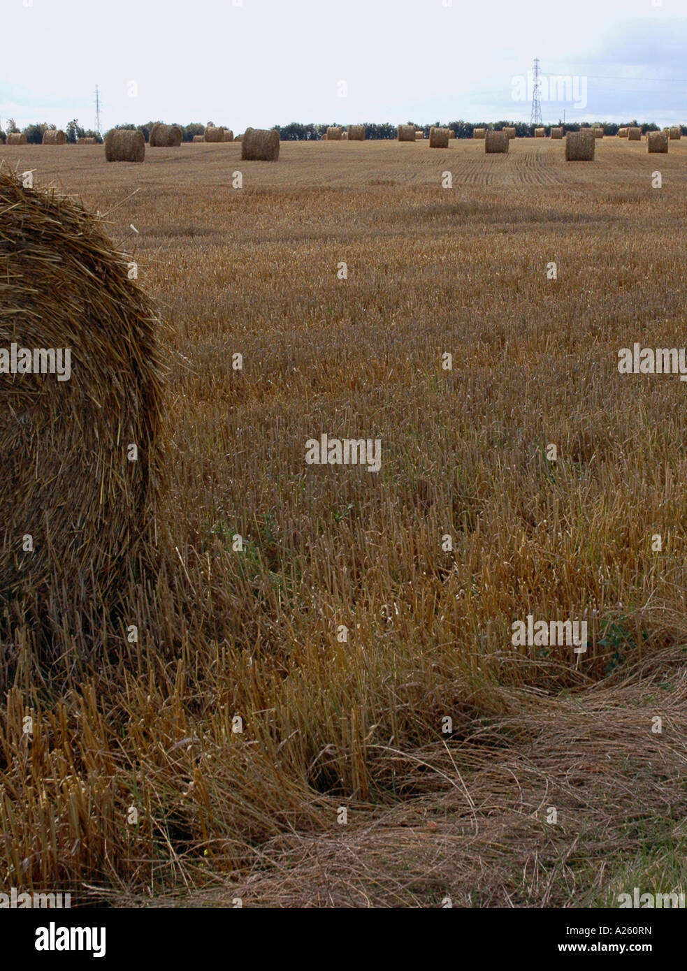 Characteristic Hay Field of Normandy Normandie North Western France ...
