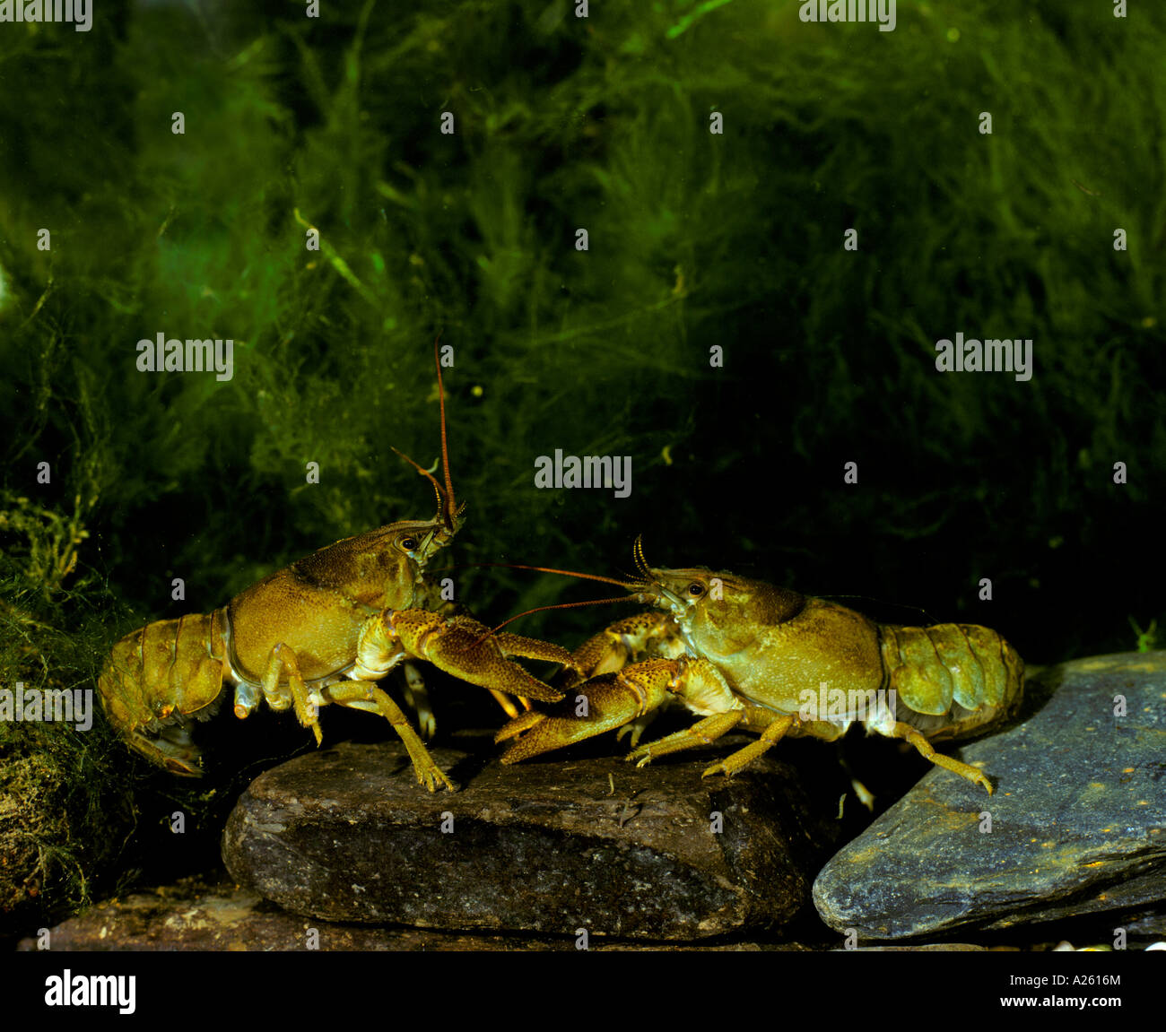Crawfish pair fighting hi-res stock photography and images - Alamy