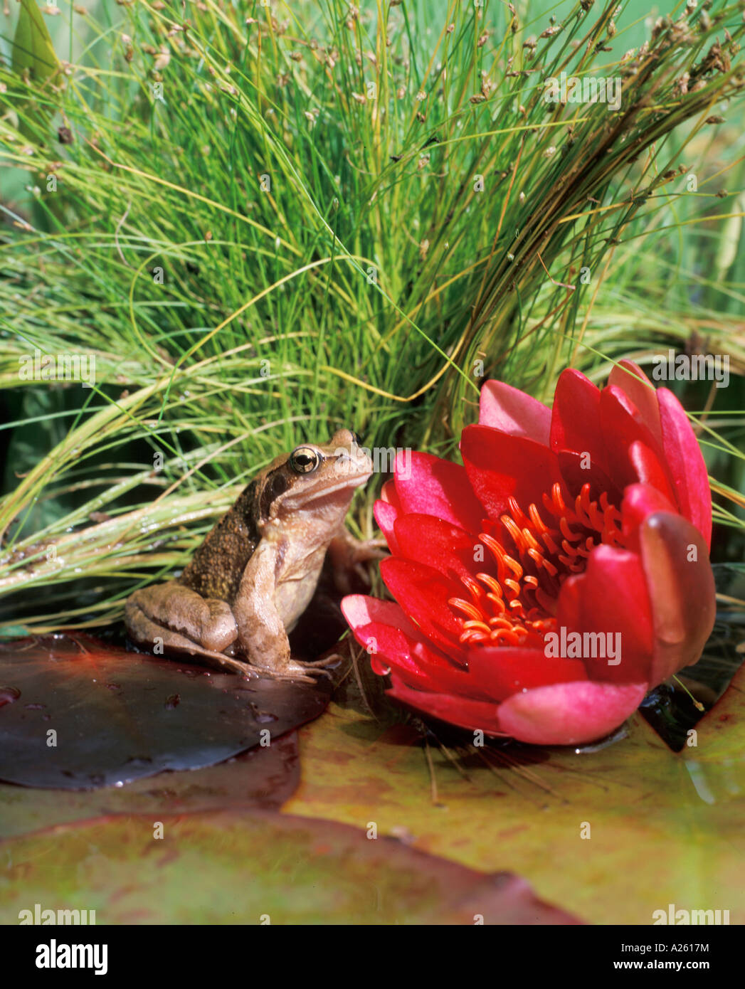 COMMON FROG RANA TEMPORARIA SITTING ON LILYPAD SIDE VIEW Stock Photo ... COMMON FROG RANA TEMPORARIA SITTING ON LILYPAD SIDE VIEW Stock Photo ...