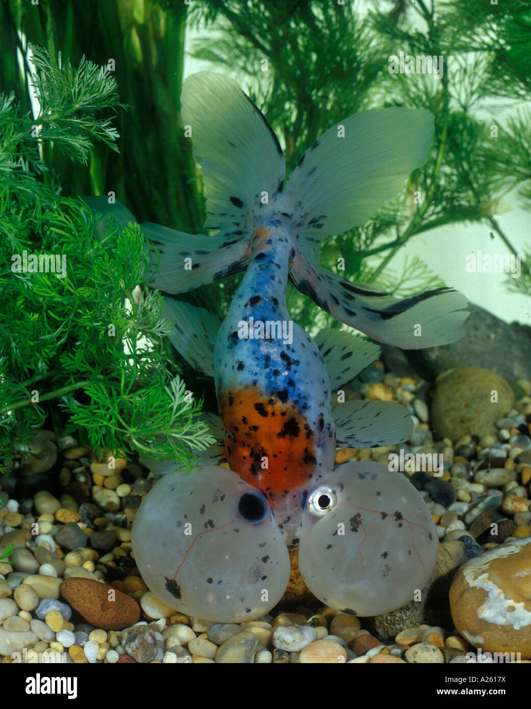 Calico Bubble Eye Goldfish