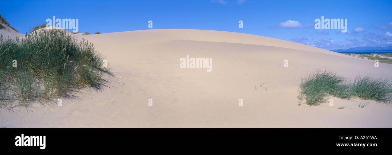 Sand dune with marram grass Morfa Dyffryn National Nature Reserve ...