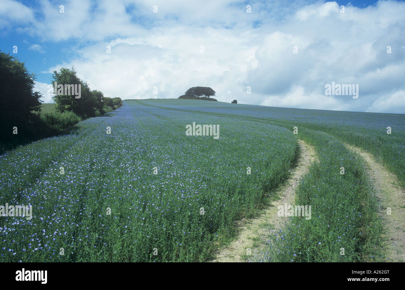 linseed crop growing Stock Photo - Alamy
