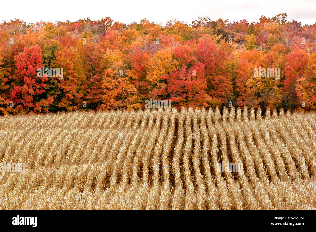 Harvesting corn during fall color season near Cadillac Michigan MI ...