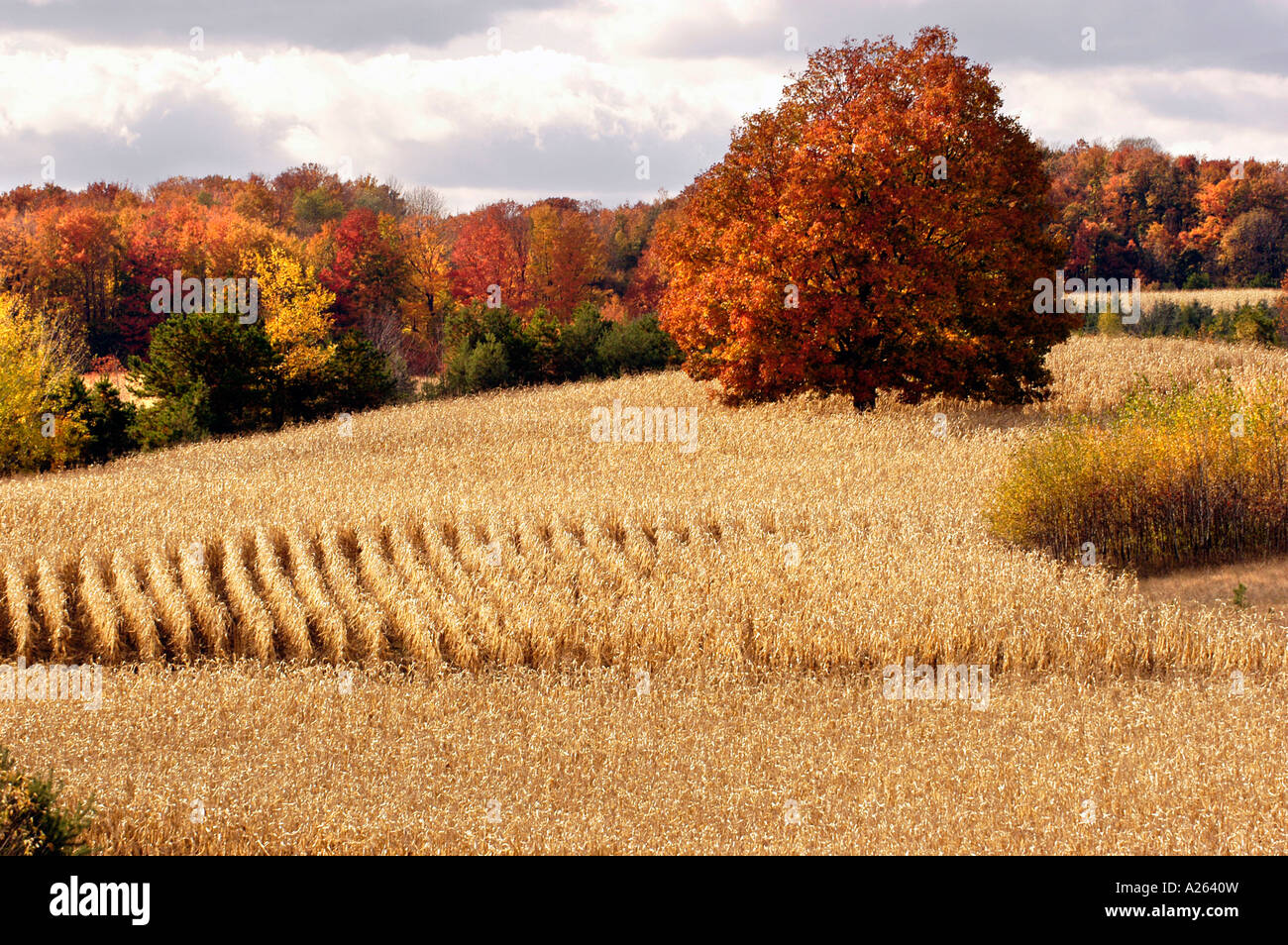 Harvesting corn during fall color season near Cadillac Michigan MI ...