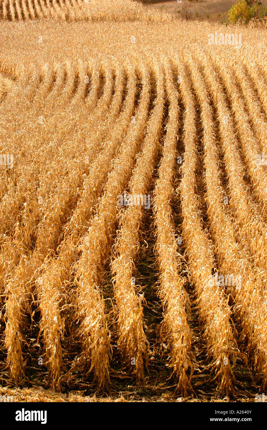 Corn harvest cadillac michigan hi-res stock photography and images - Alamy
