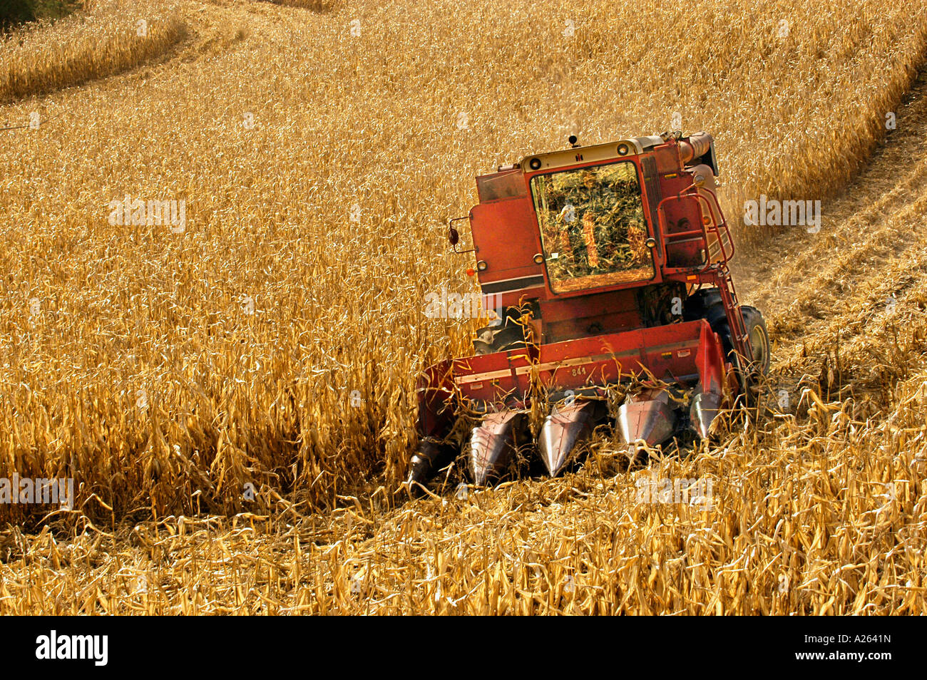 Harvesting corn during fall color season near Cadillac Michigan MI ...