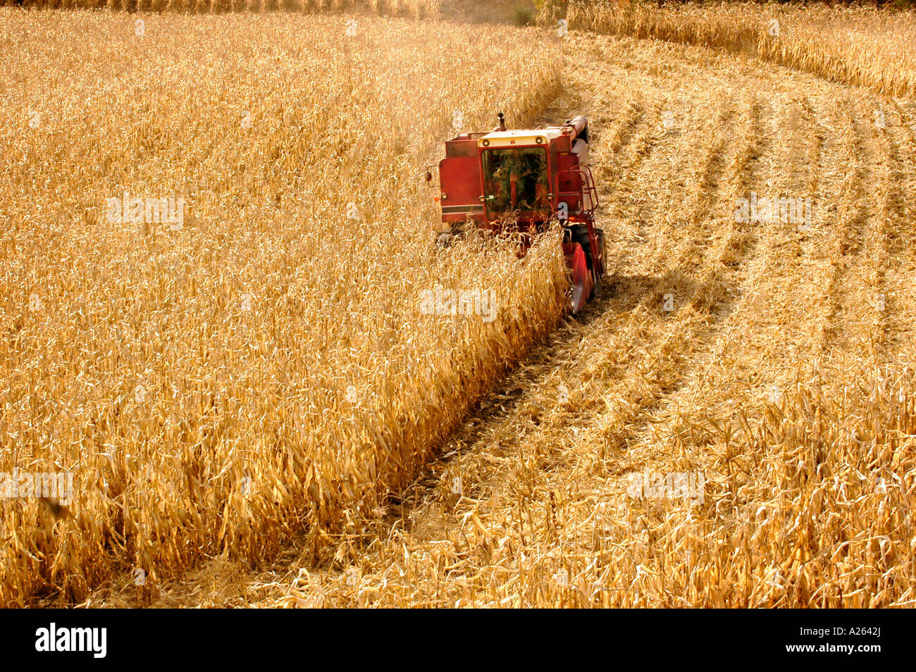 Harvesting corn during fall color season near Cadillac Michigan MI ...