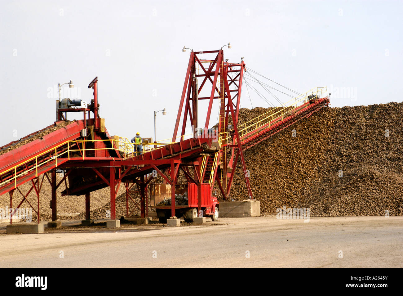 Sugar beets are processed into sugar at the Pioneer Sugar process plant ...