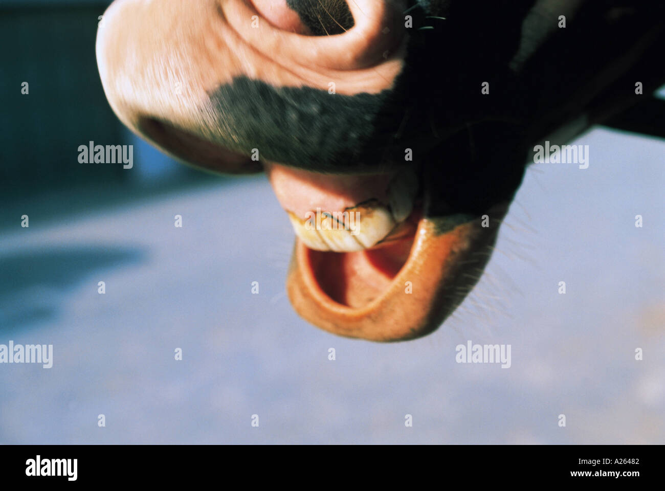 Close up horses teeth hi-res stock photography and images - Alamy