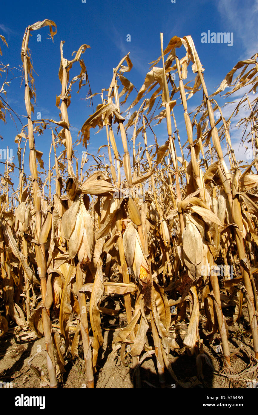 Corn plants in a field ready for harvesting Wisconsin WI Stock Photo ...