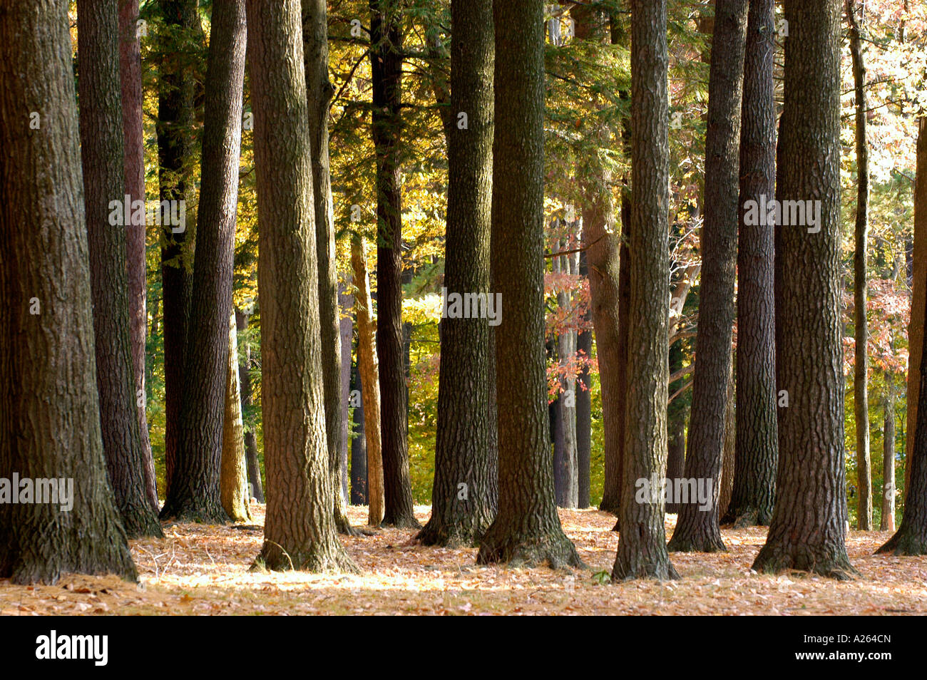 Tall trees stand hi-res stock photography and images - Alamy