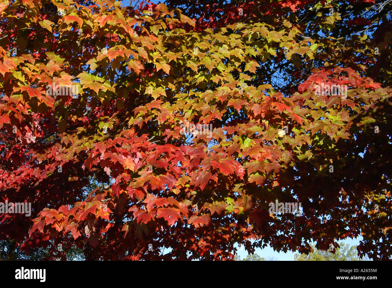 Fall colors in Southeast Michigan MI near Detroit Stock Photo - Alamy
