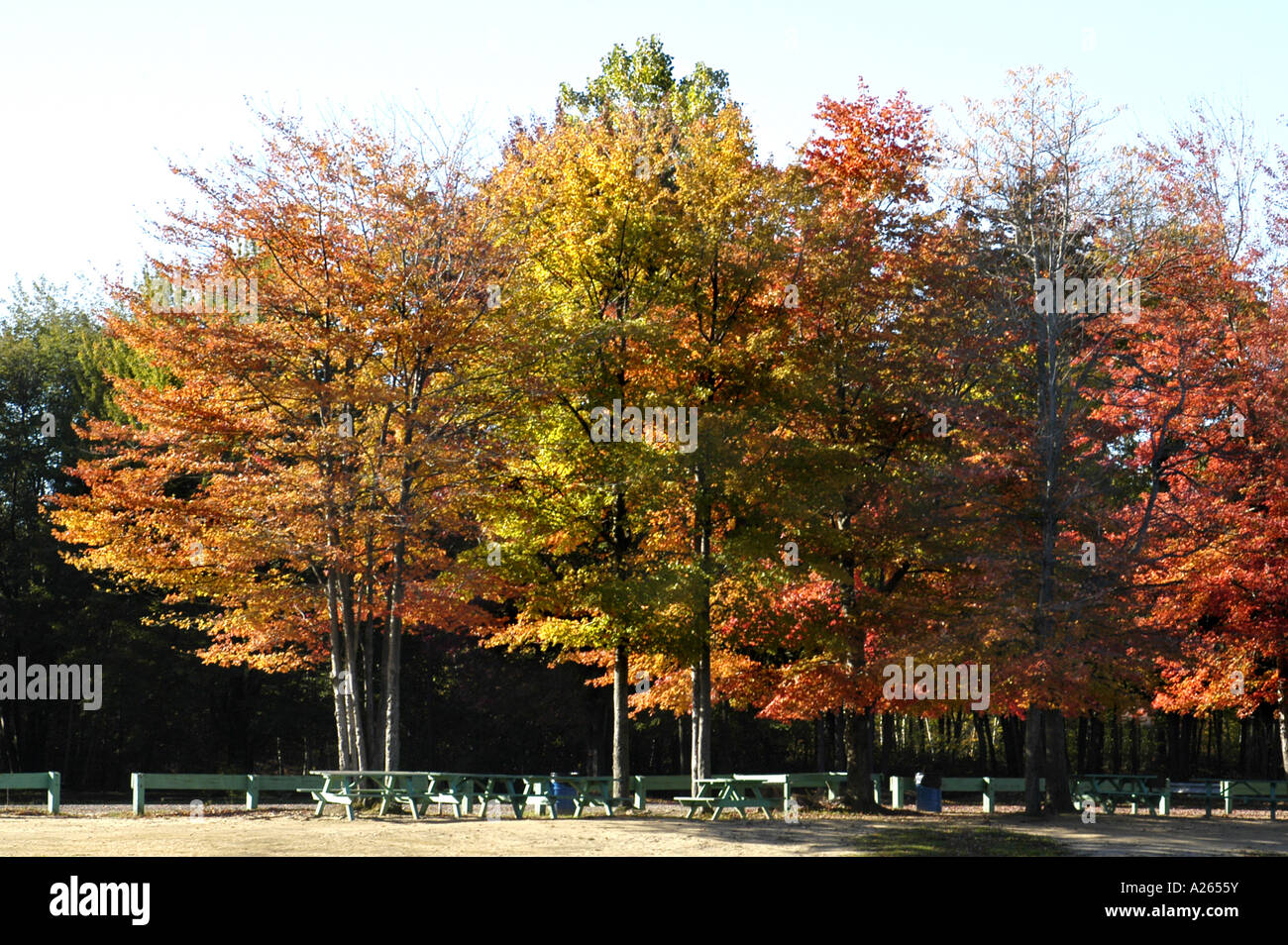 Fall colors in Southeast Michigan MI near Detroit Stock Photo - Alamy