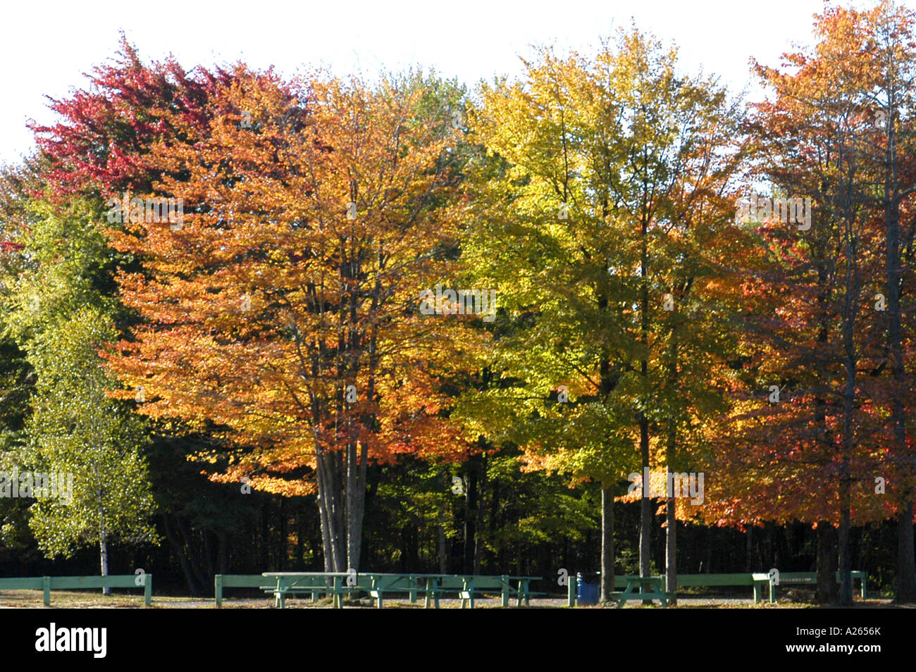 Fall colors in Southeast Michigan MI near Detroit Stock Photo - Alamy