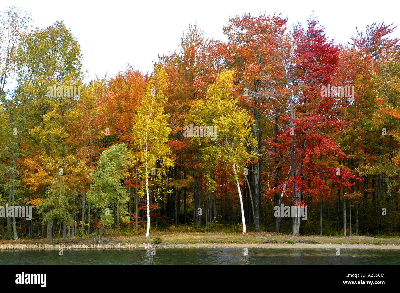 Fall colors in Southeast Michigan MI near Detroit Stock Photo - Alamy
