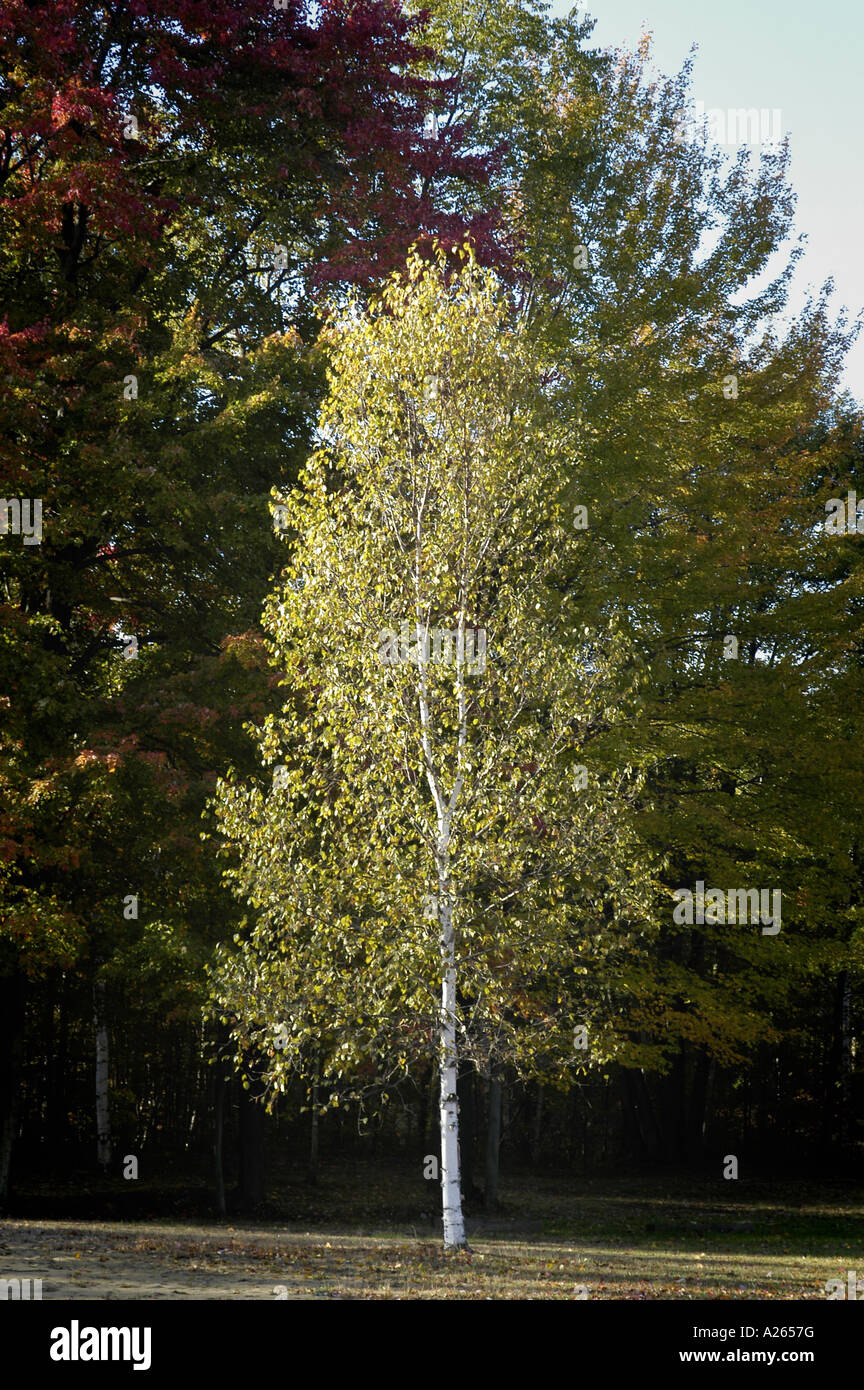 Fall colors in Southeast Michigan MI near Detroit Stock Photo - Alamy