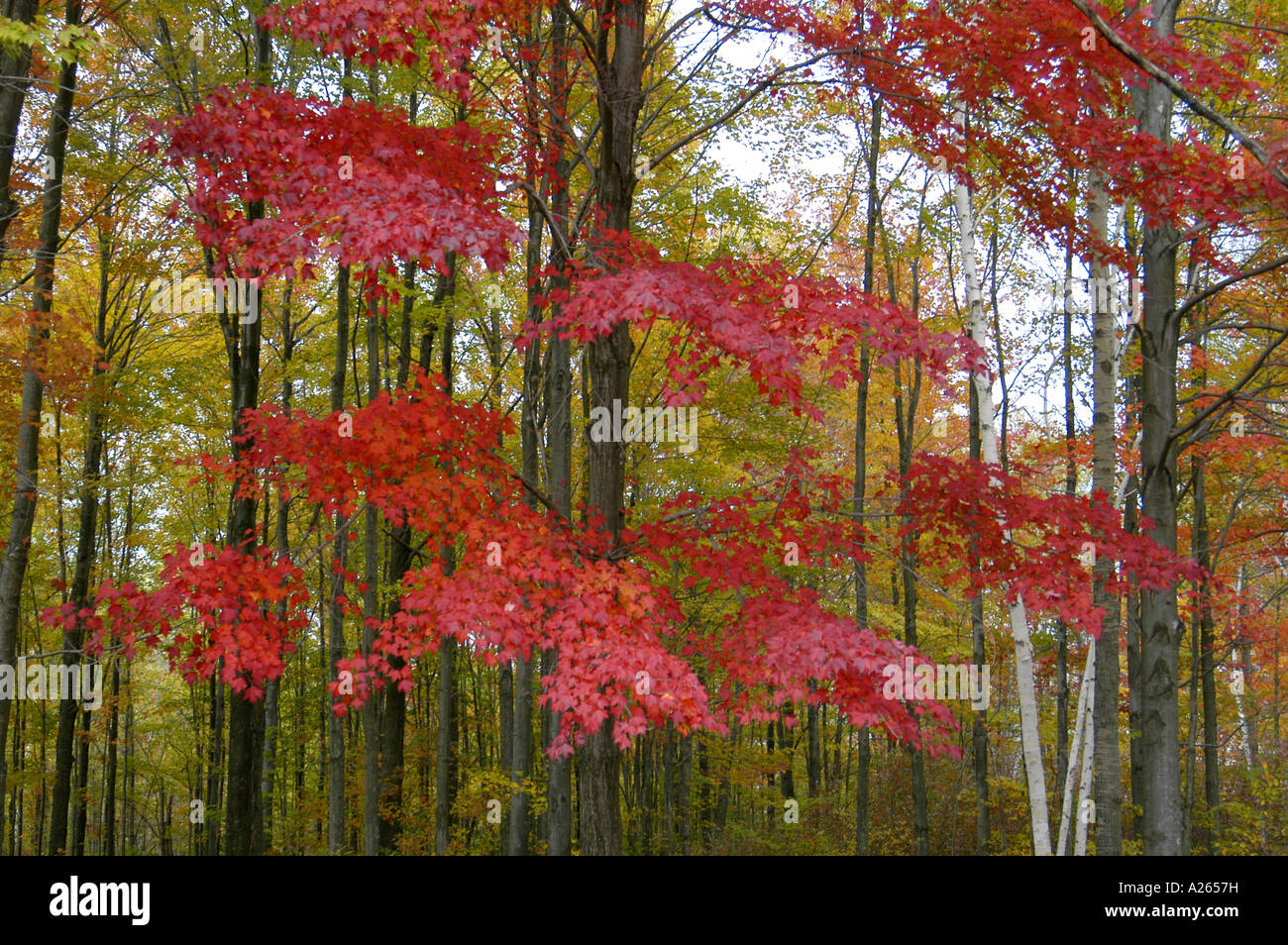 Fall colors in Southeast Michigan MI near Detroit Stock Photo - Alamy