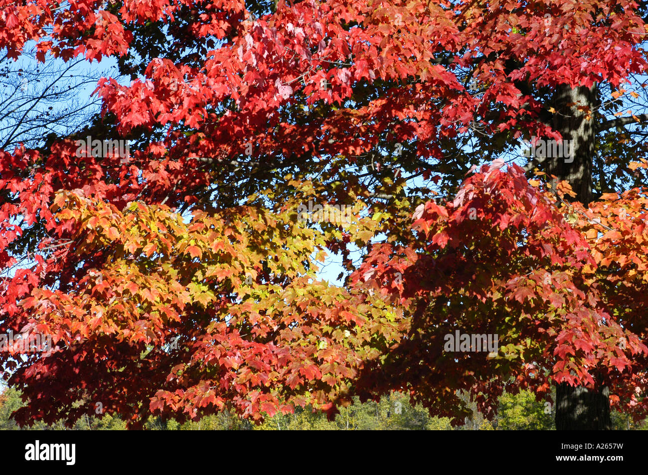 Fall colors in Southeast Michigan MI near Detroit Stock Photo - Alamy