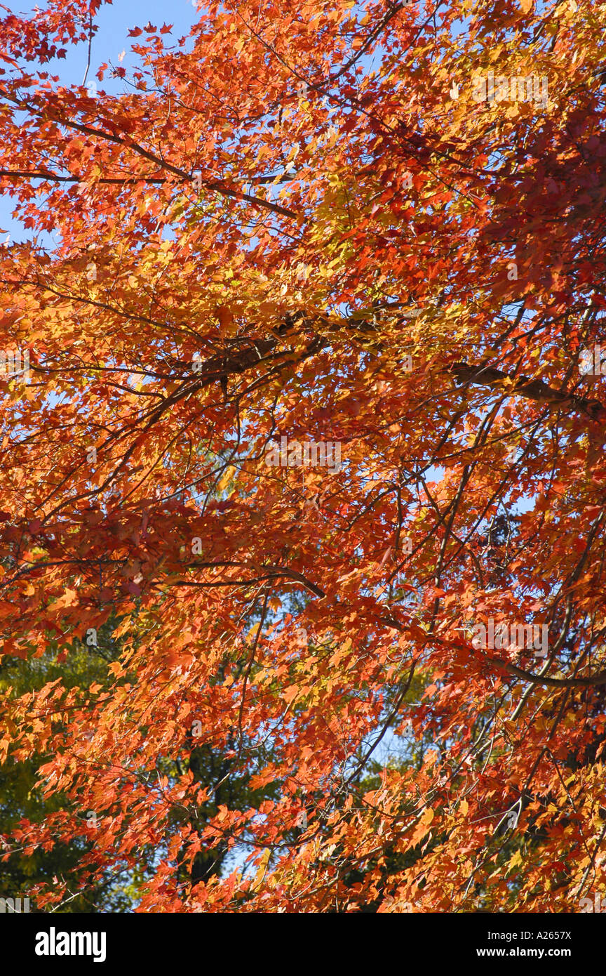 Fall colors in Southeast Michigan MI near Detroit Stock Photo - Alamy