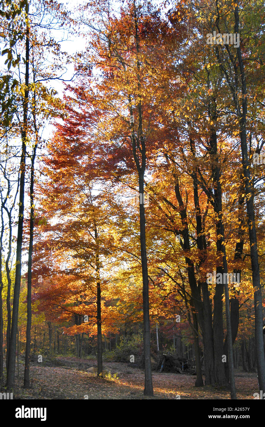 Fall colors in Southeast Michigan MI near Detroit Stock Photo - Alamy