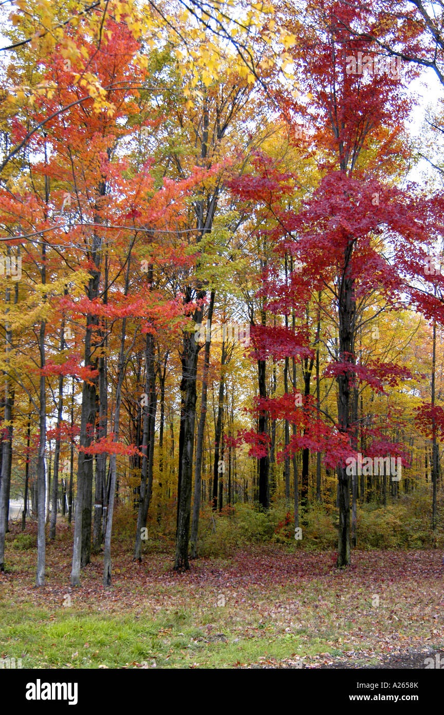 Fall colors in Southeast Michigan MI near Detroit Stock Photo - Alamy