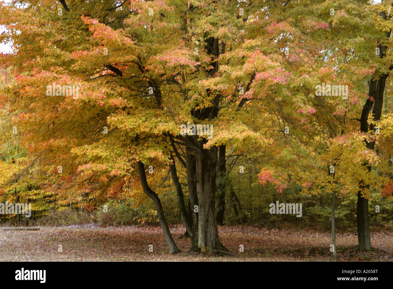 Fall colors in Southeast Michigan MI near Detroit Stock Photo - Alamy
