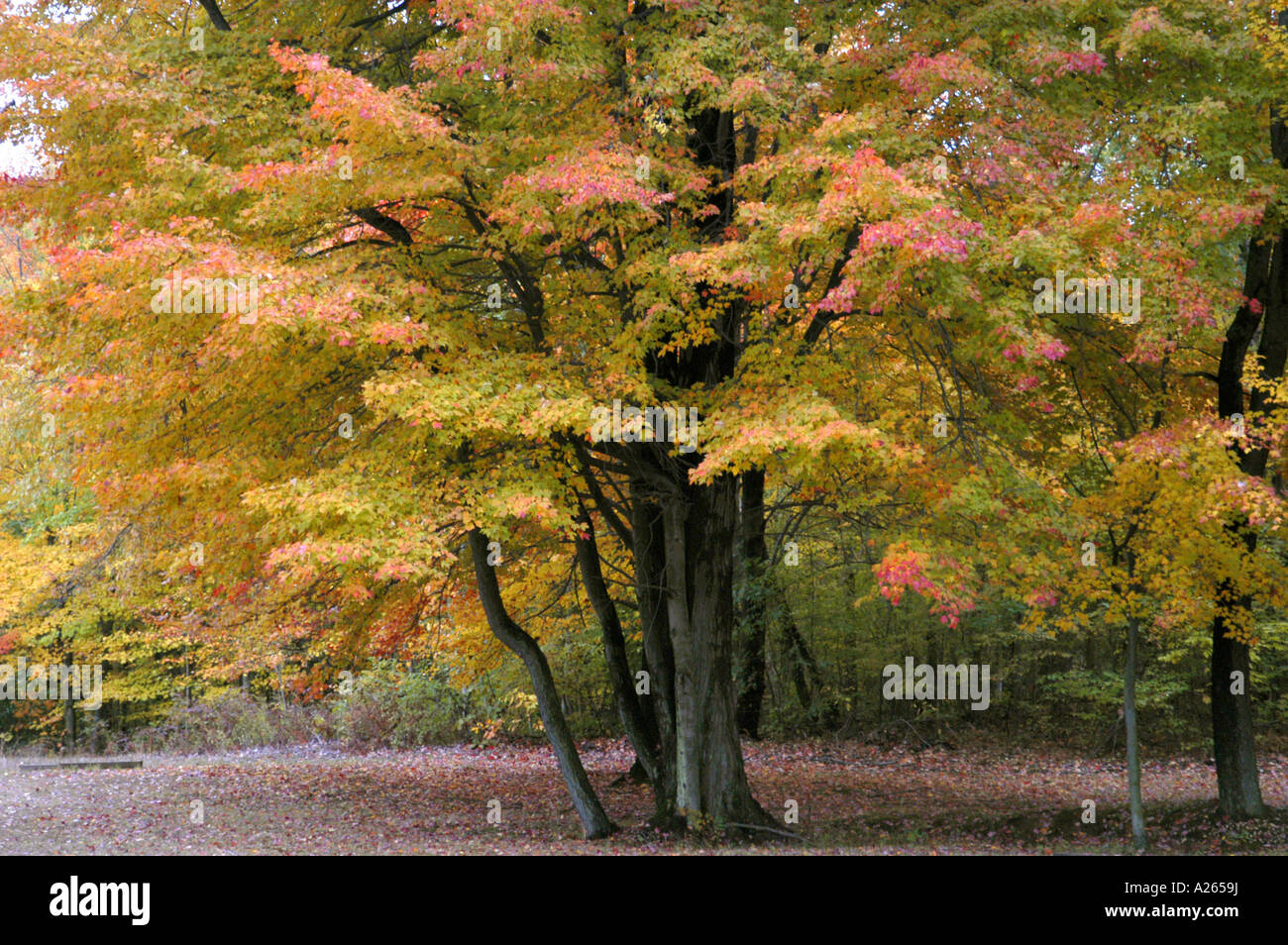 Fall colors in Southeast Michigan MI near Detroit Stock Photo - Alamy