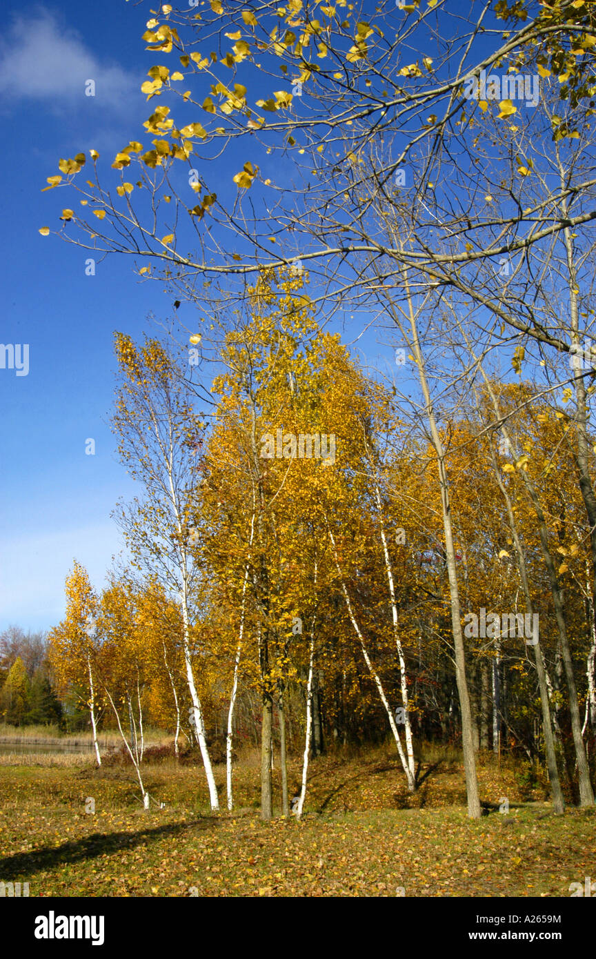 Fall colors in Southeast Michigan MI near Detroit Stock Photo - Alamy