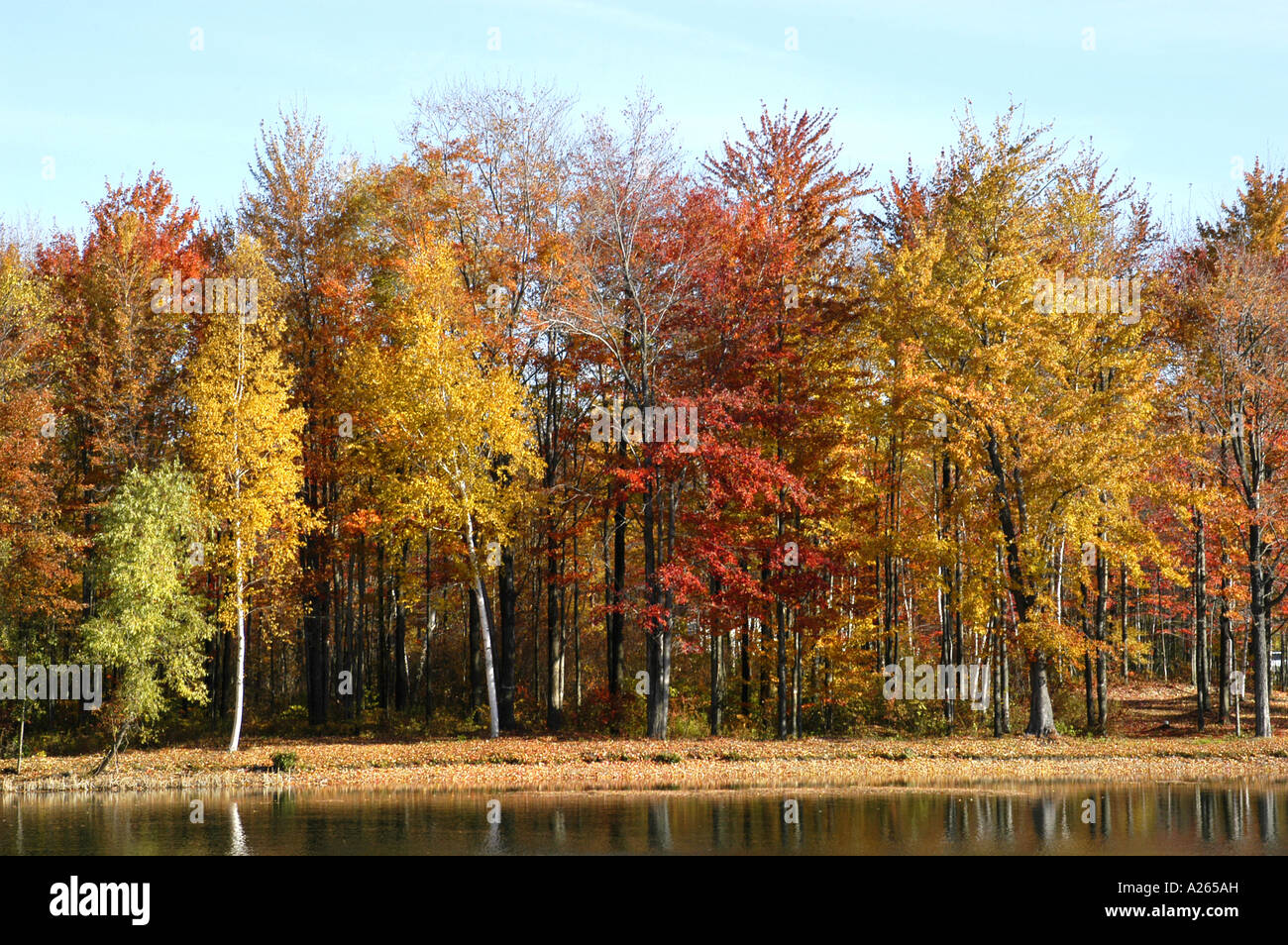 Fall Colors In The Southeast at Steven Robbins blog