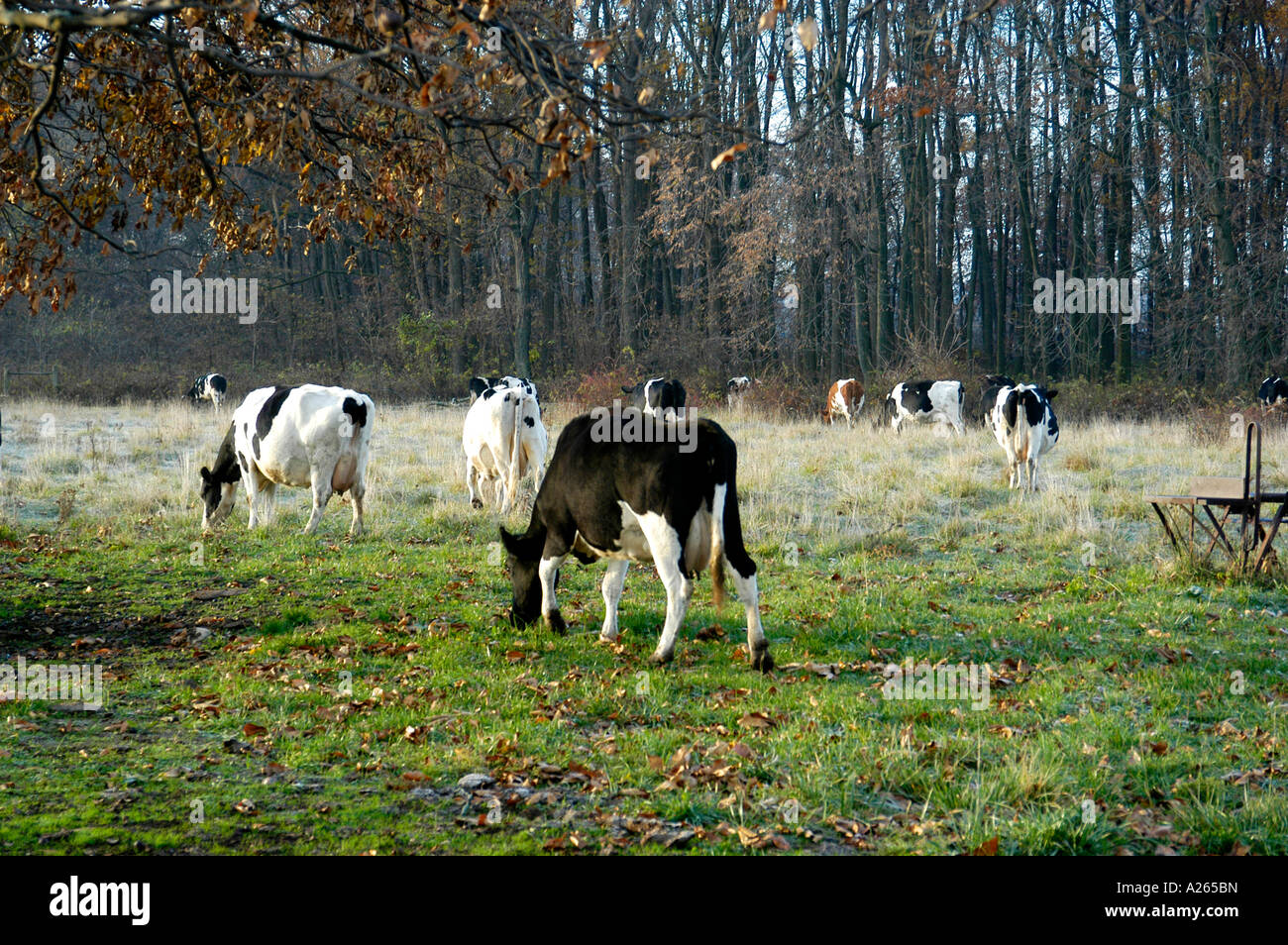 Dairy Cattle Farm Fairmont Indiana IN Stock Photo - Alamy