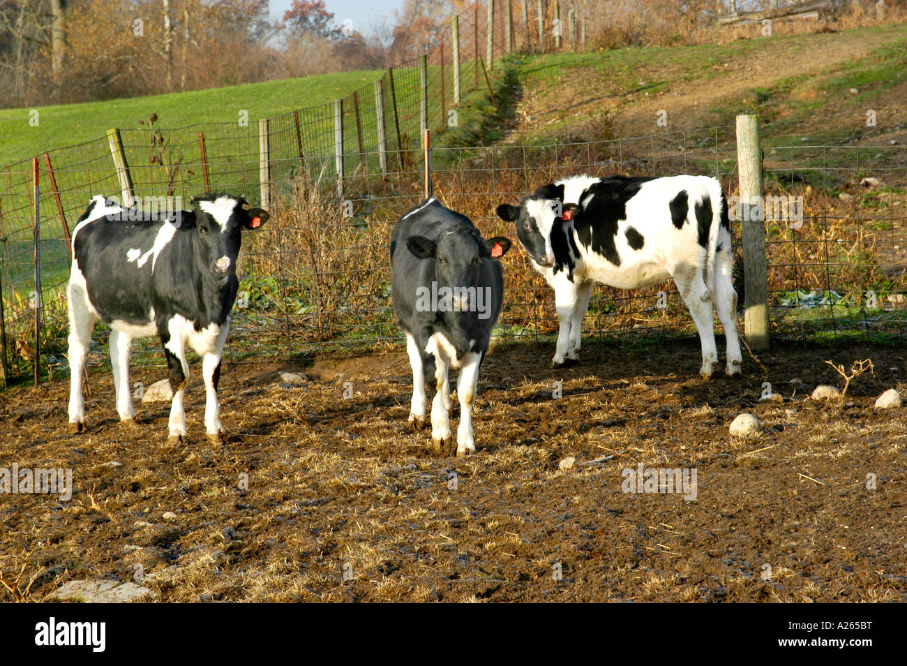 Dairy Cattle Farm Fairmont Indiana IN Stock Photo - Alamy