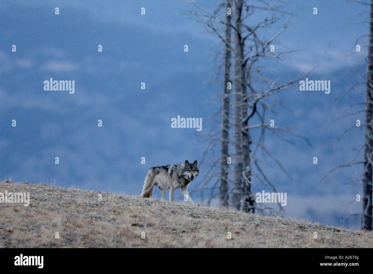 Gray Wolf of the Agate Pack hunting near Mount Washburn in Yellowstone ...