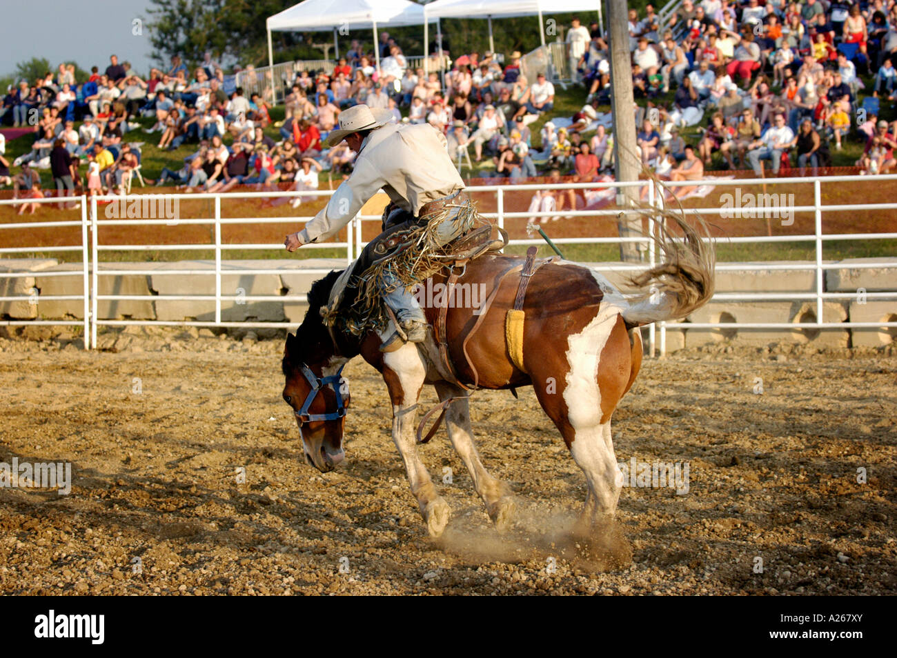 Cowboys compete in Rodeo action Stock Photo - Alamy