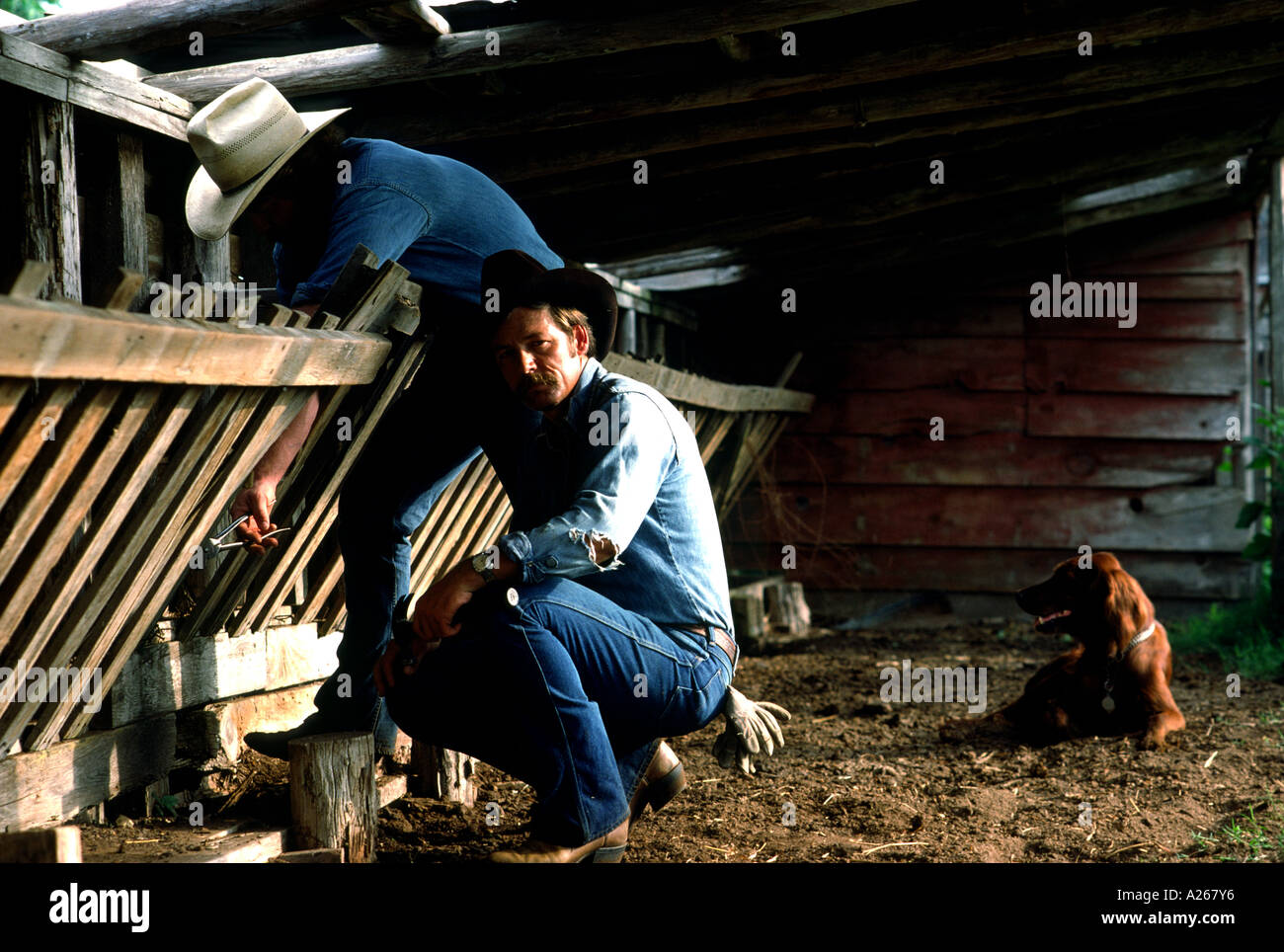 Two working cowhands on a ranch in Texas repair the interior of a barn ...