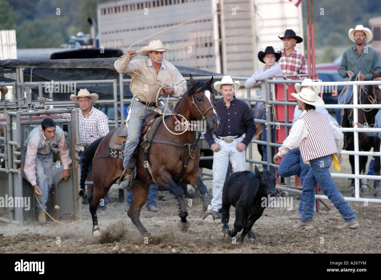 Cowboys compete in Rodeo action Stock Photo - Alamy