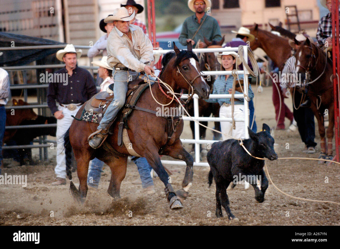 Cowboys compete in Rodeo action Stock Photo - Alamy