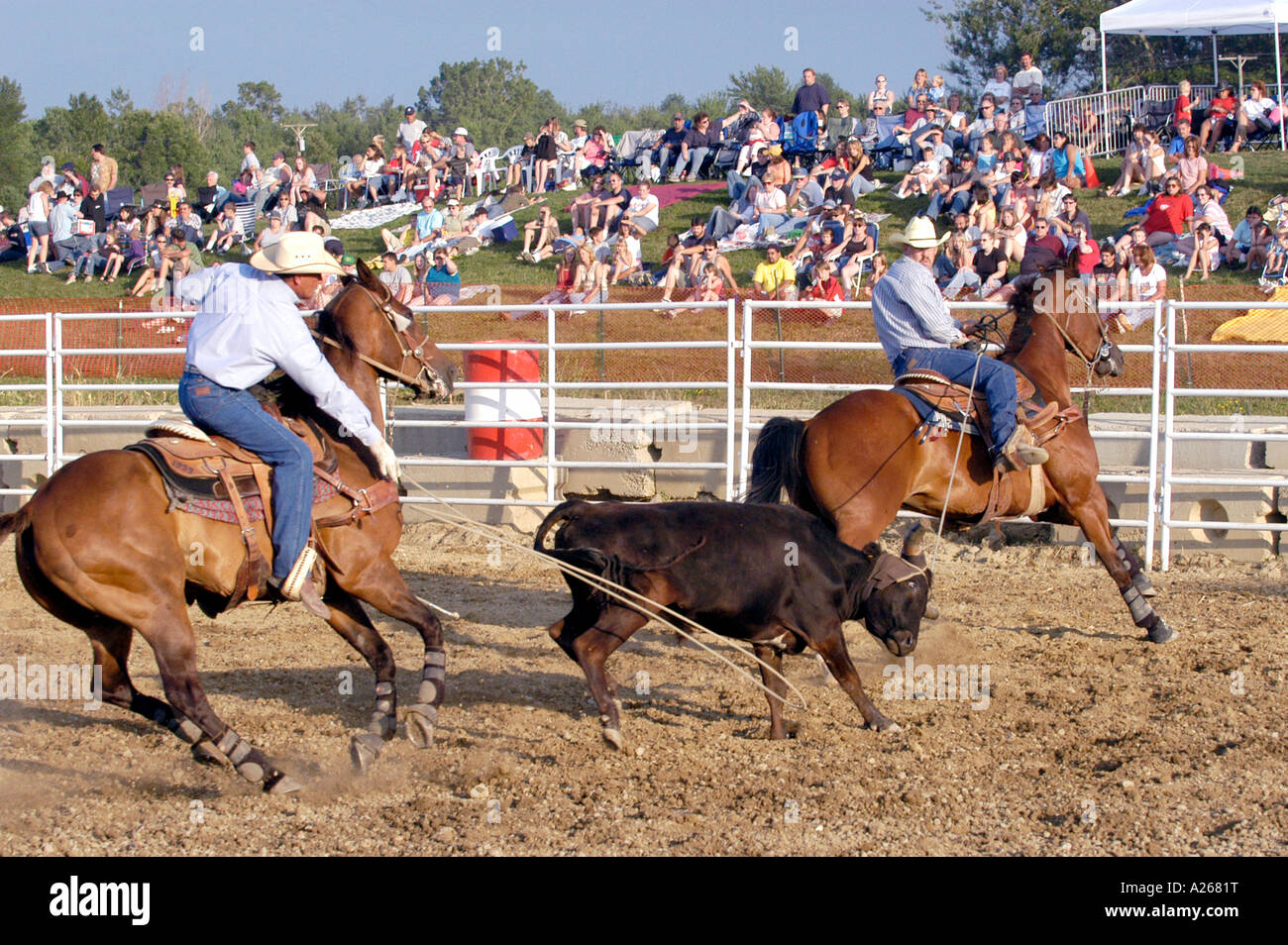Cowboys compete in Rodeo action Stock Photo - Alamy