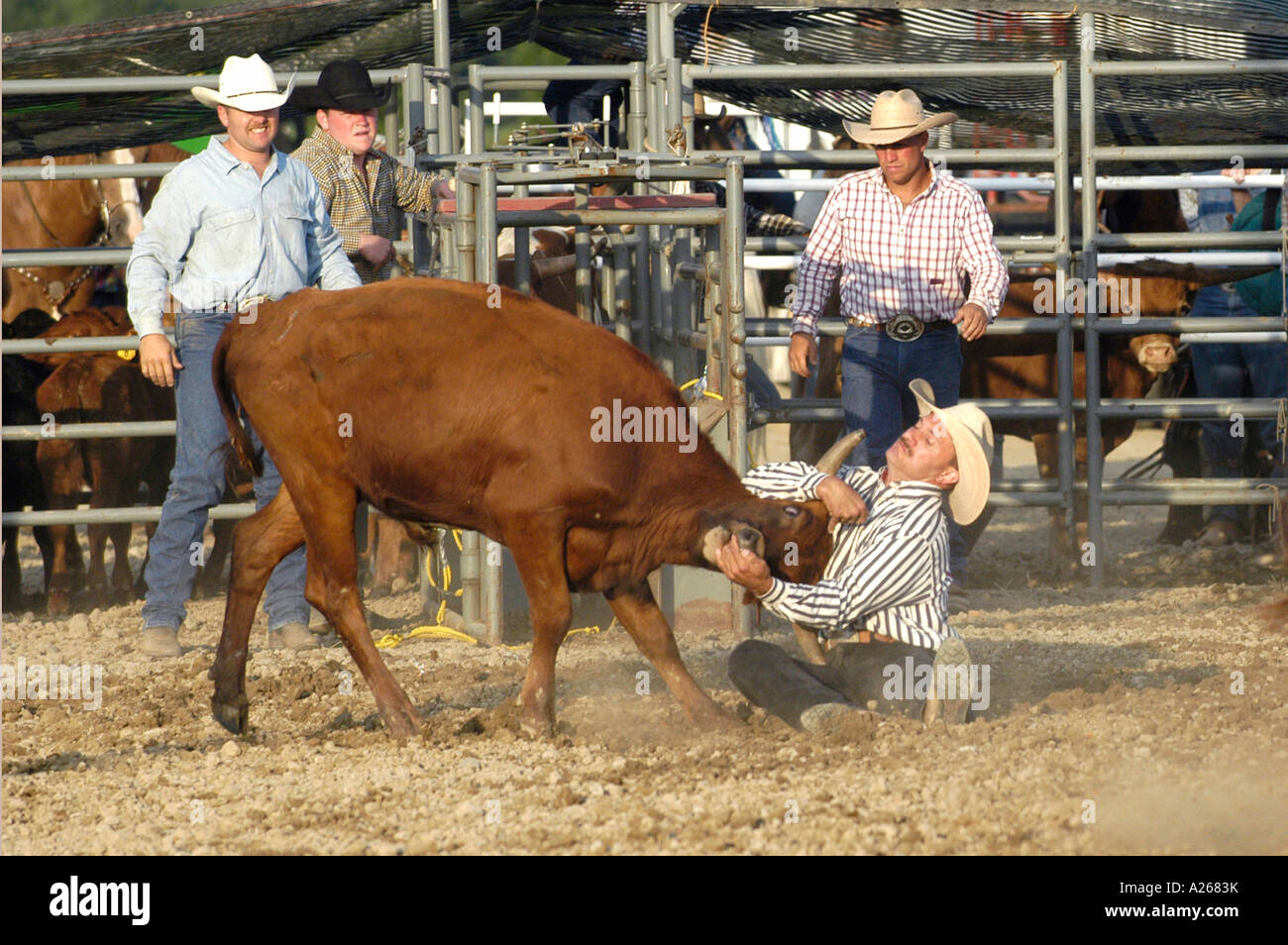 Cowboys compete in Rodeo action Stock Photo - Alamy