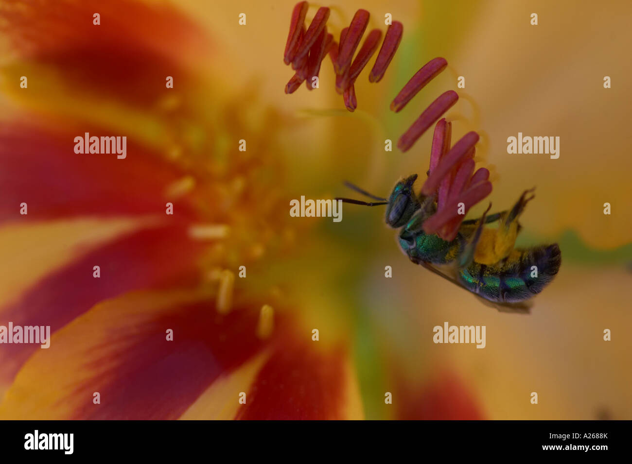 Pollen collector insects hi-res stock photography and images - Alamy