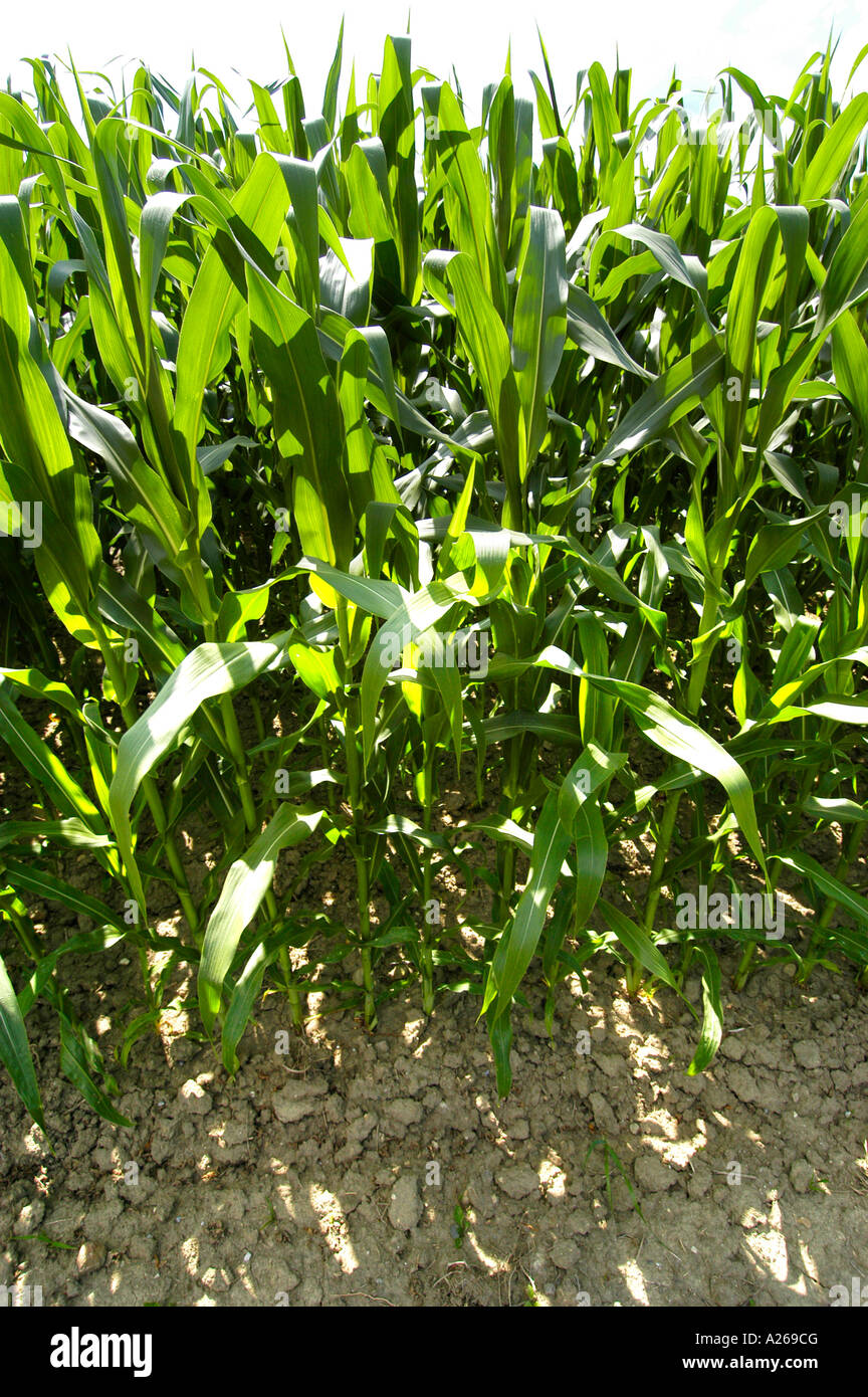 Corn field minnesota hi-res stock photography and images - Alamy